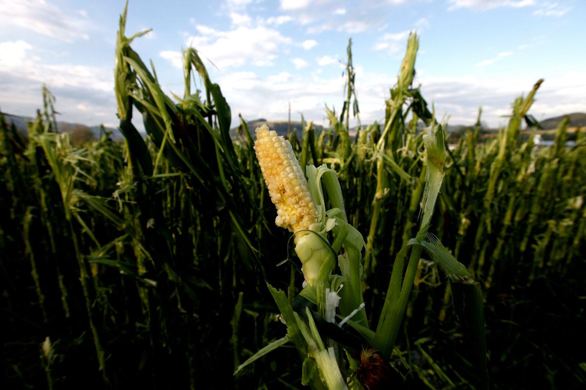 Grogne chez les agriculteurs: Un concours photo de Suisse Grêle fait ...