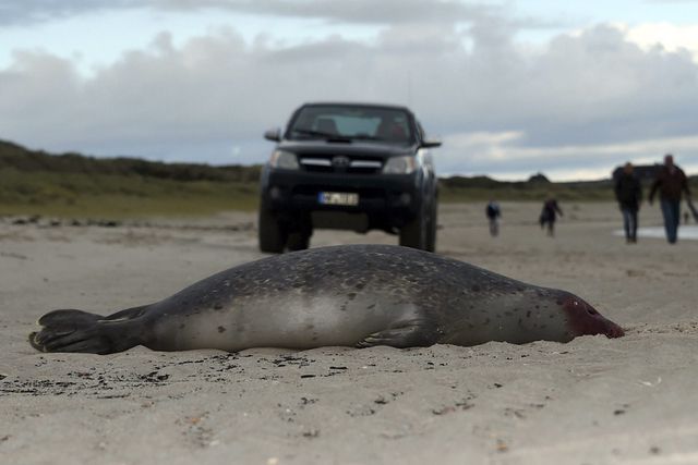 Mysteriöses Seehundesterben in Deutschland | Tages-Anzeiger
