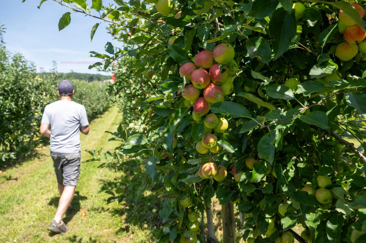 Vaud: des vergers dans l’Ouest lausannois | 24 heures