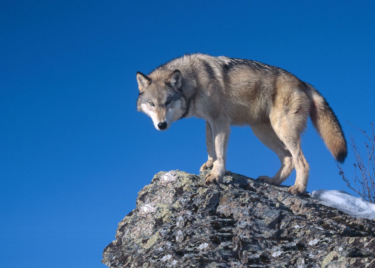 Le loup coûte 500’000 francs par an à la Confédération - Le Matin