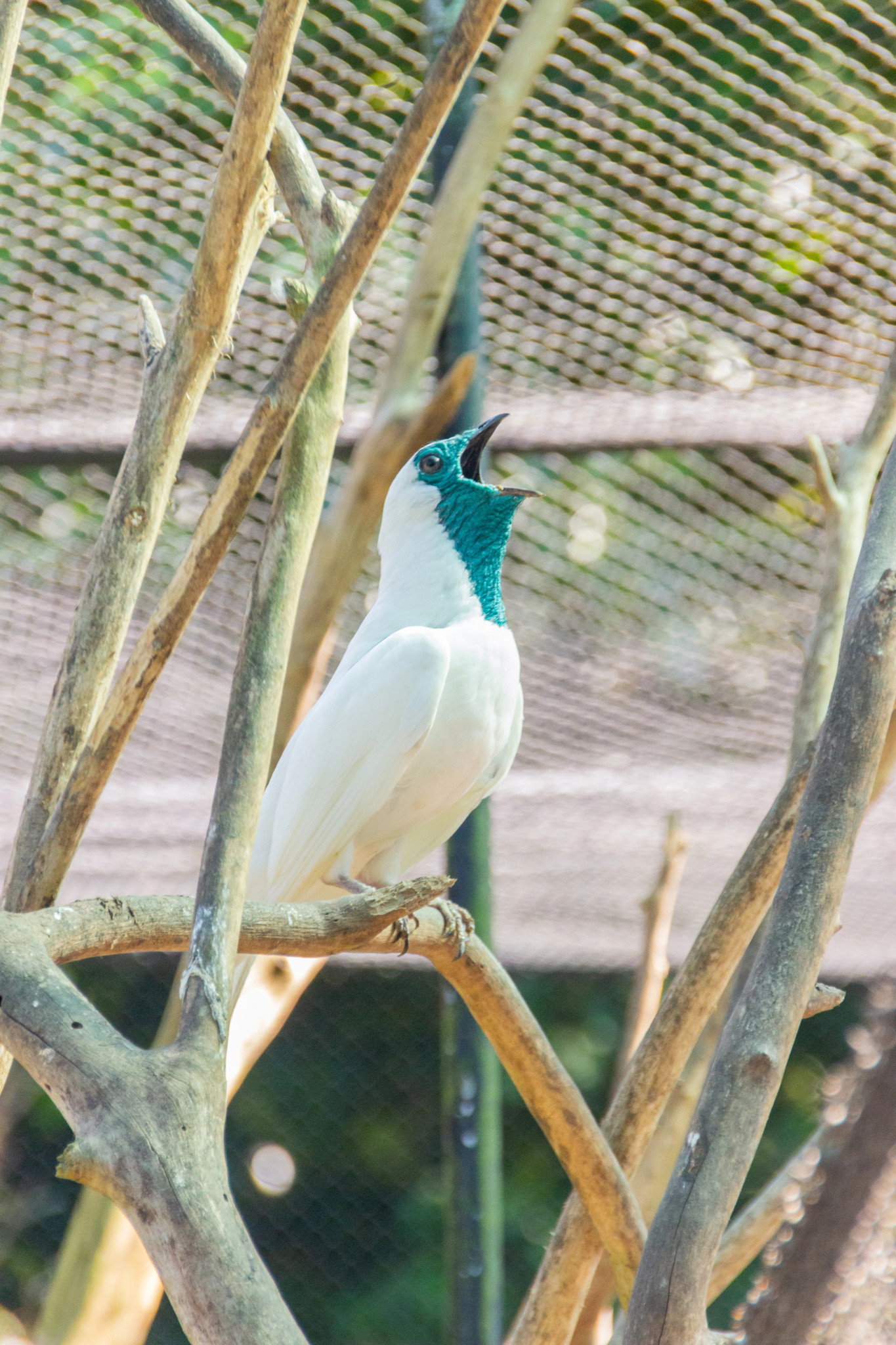 Amazonie: le cri de l’oiseau le plus bruyant est insupportable