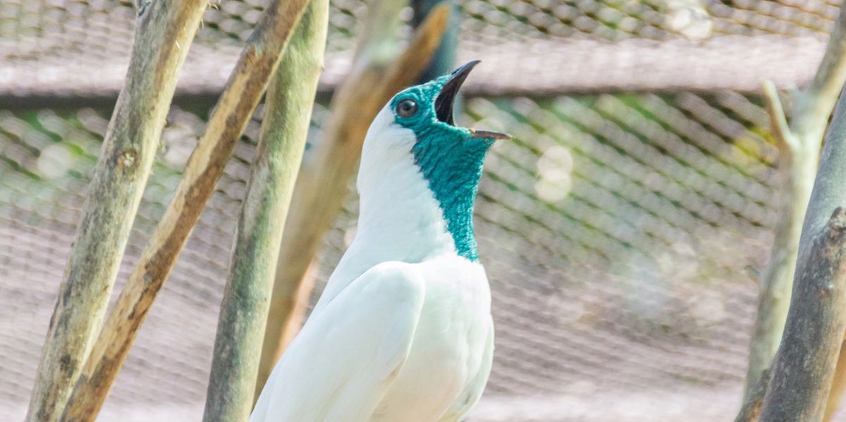 Amazonie: le cri de l’oiseau le plus bruyant est insupportable