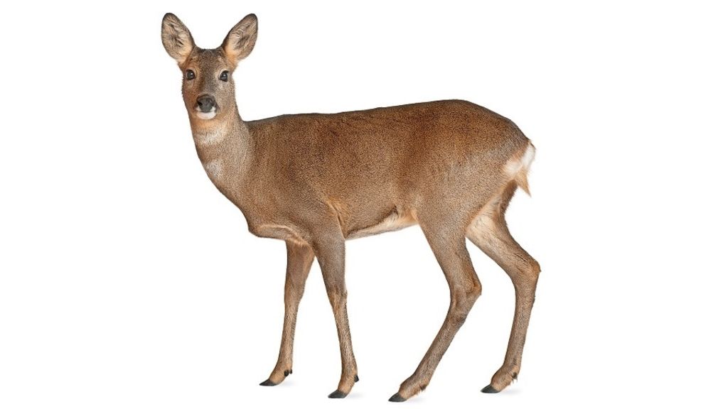 Mein Name ist... Reh | Berner Zeitung