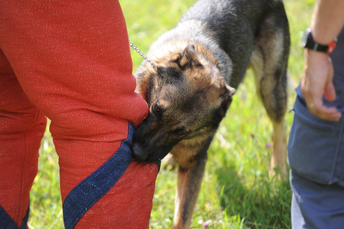 Bern: Sprayer von Polizeihund gebissen – ist das verhältnismässig ...