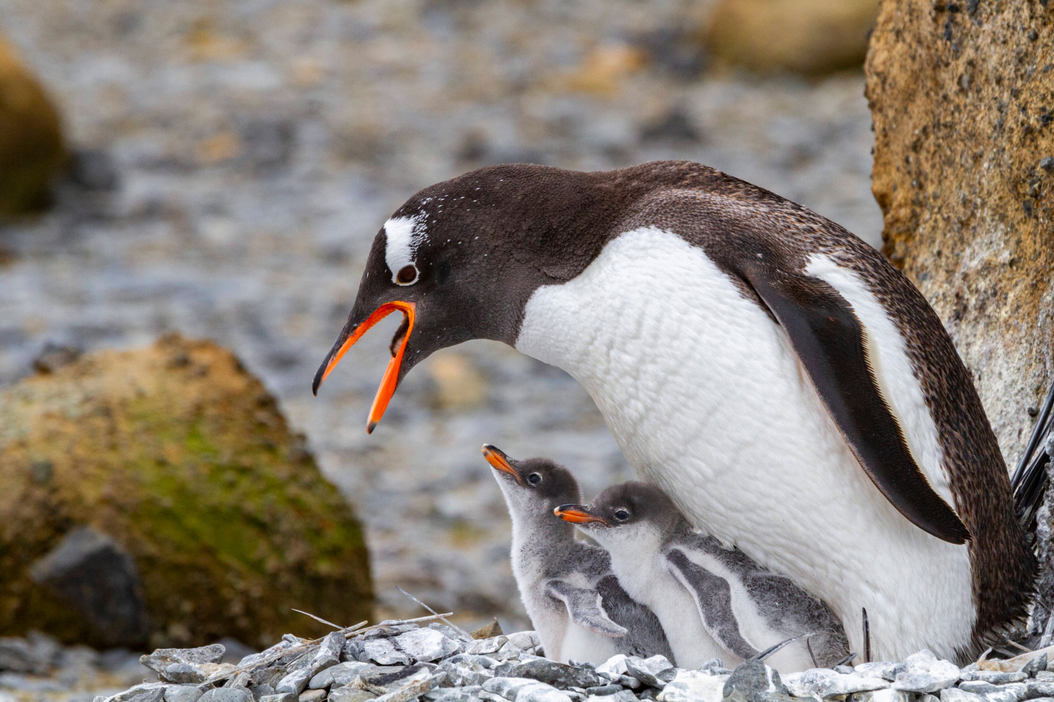 Antarktis: Pinguine brüten wegen des Klimawandels früher