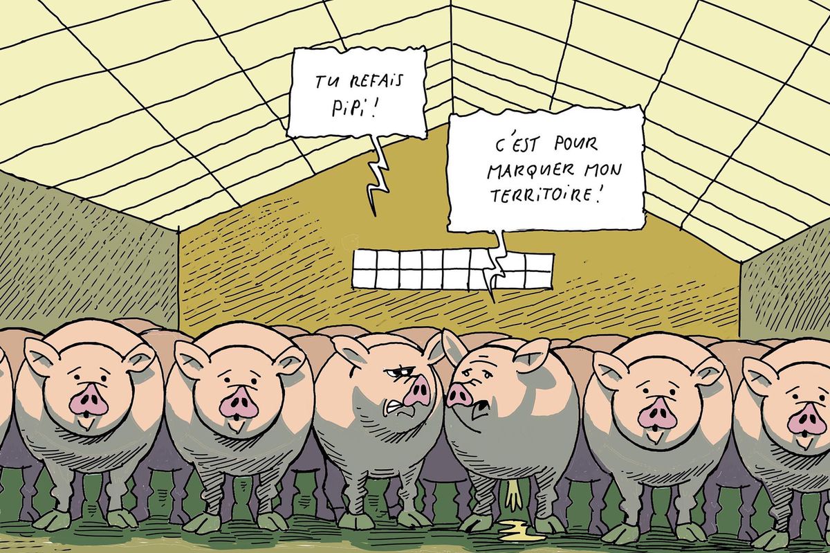 Face-à-face: Intensif, notre élevage? | Tribune de Genève