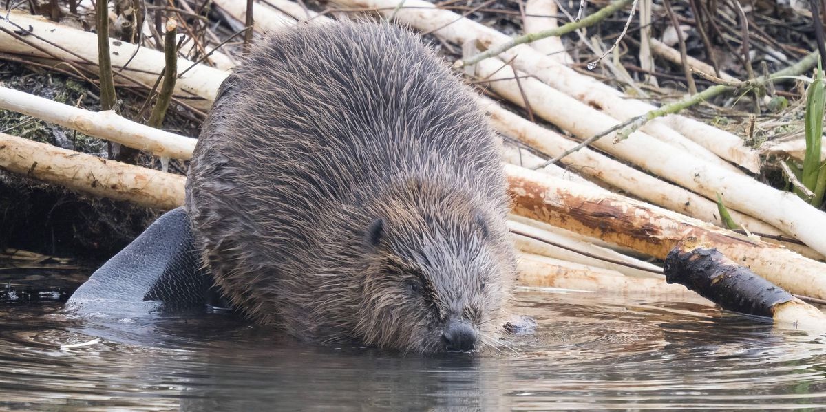 Biber: Erfolgreiche Renaturierung in Tschechien dank dem Tier | Berner ...