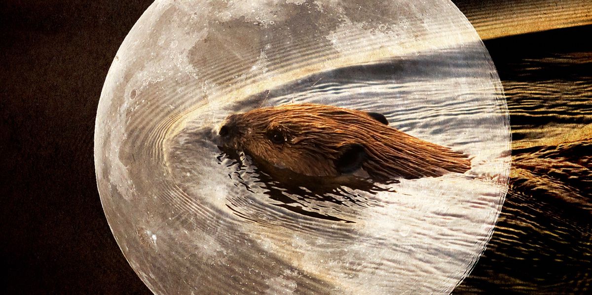 Pleine Lune: tout savoir sur la Lune du castor du 5 novembre 2025