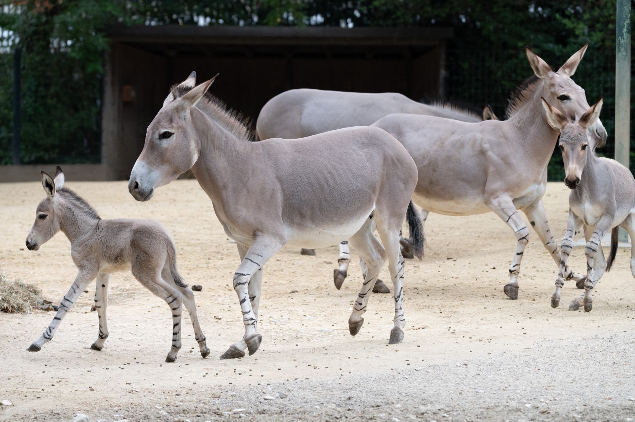 Zoo Basel: Somali-Wildesel Adam sorgt für Fohlen | Basler Zeitung
