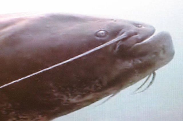 Wels verwechselte Frau mit Beute | Der Bund