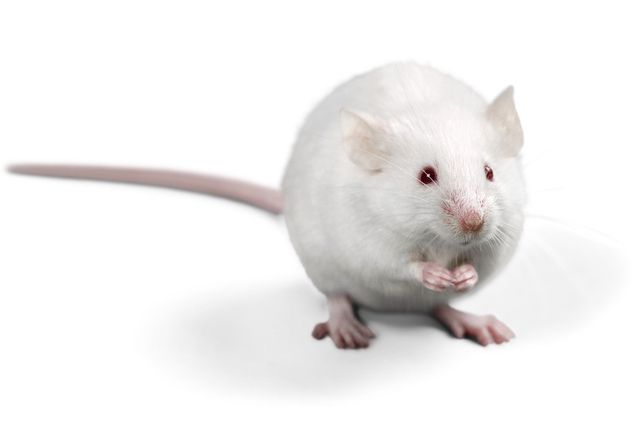 Labormäuse emotionalisieren Abstimmungsdebatte | Berner Zeitung