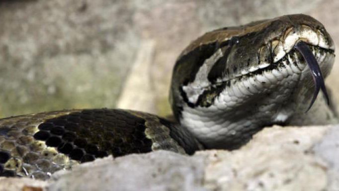 Unfassbar – Python frisst erwachsene Frau bei lebendigem Leib - L'essentiel