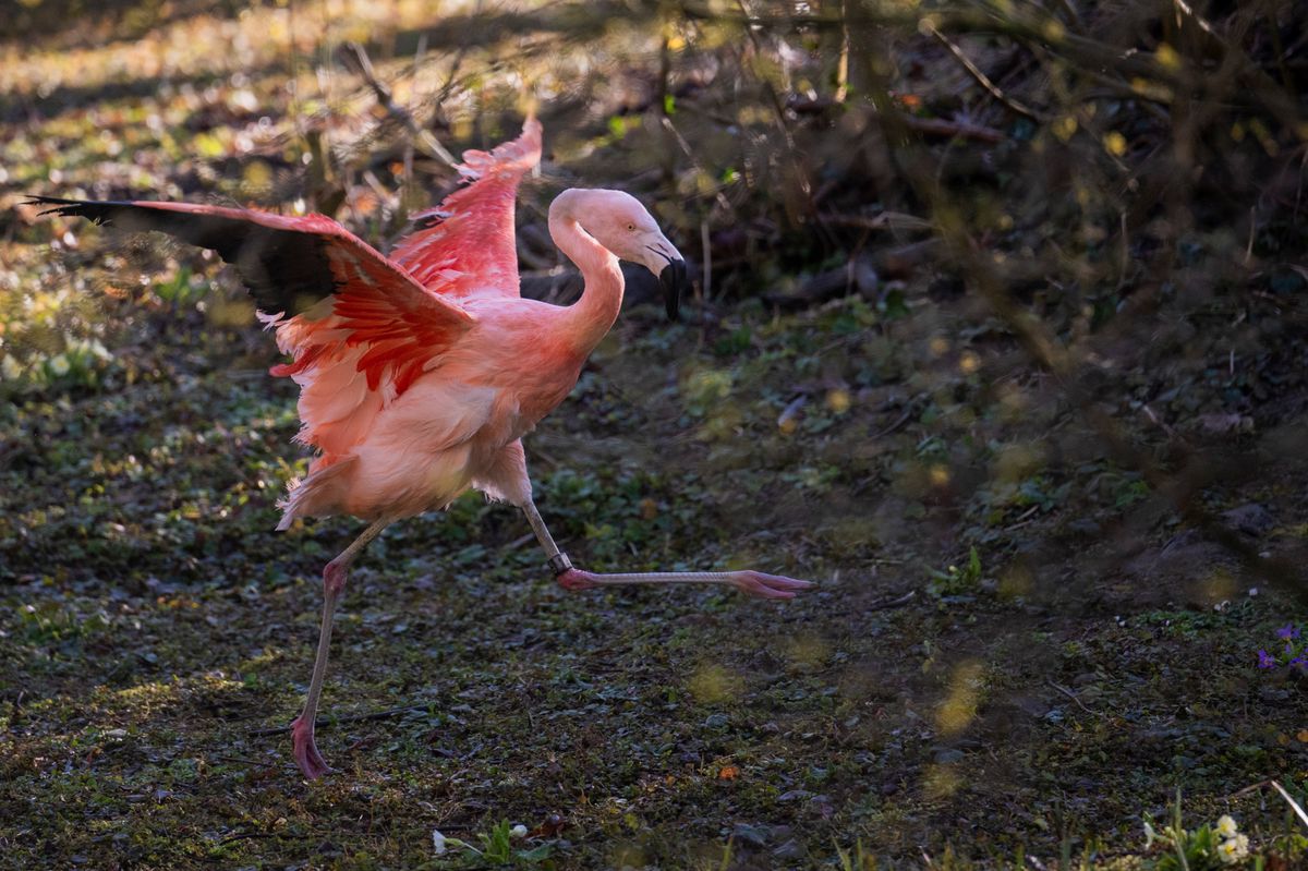 Flamingos im Zoo Zürich zügeln: Per Shuttle kommen die Vögel an den ...