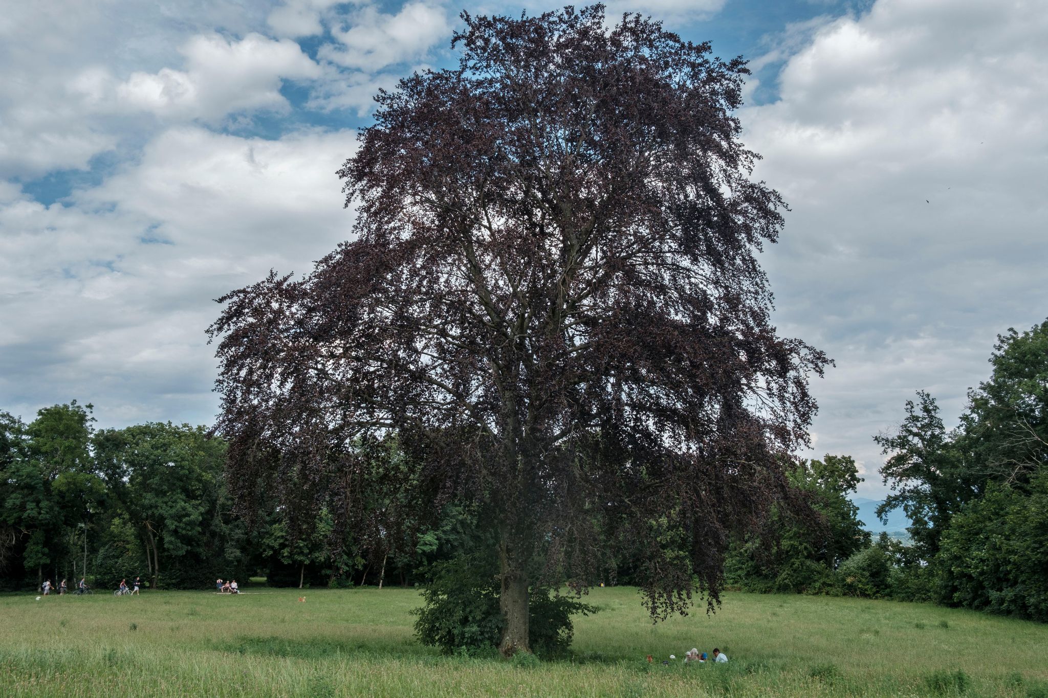 Genthod: Le Saugy et son parc Lullin