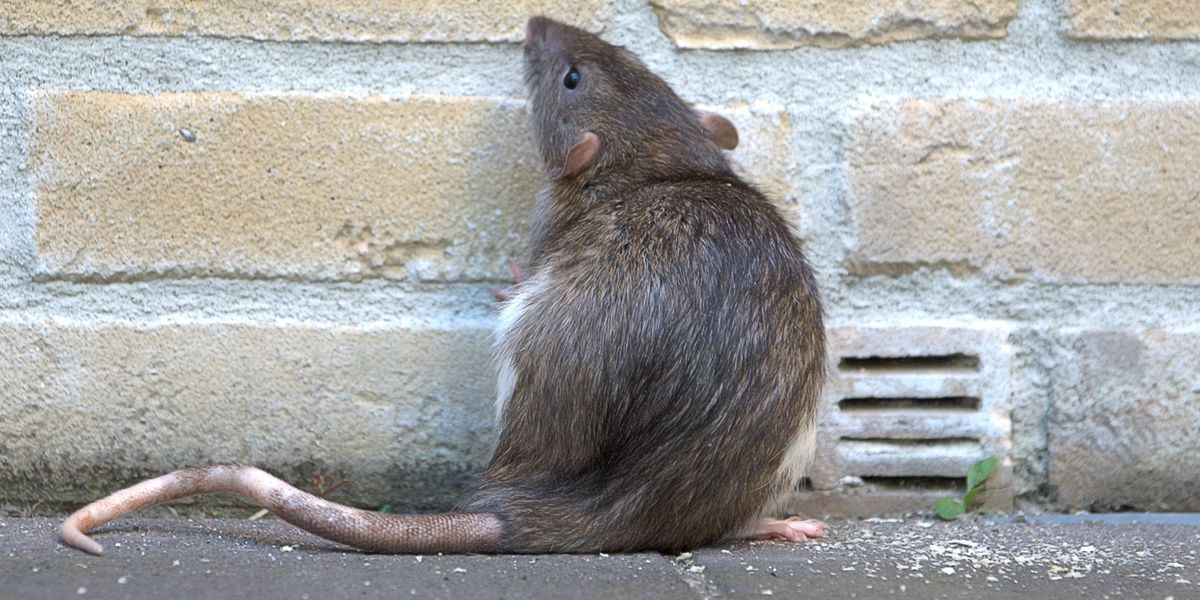 England: Riesige Ratte sorgt für Ärger