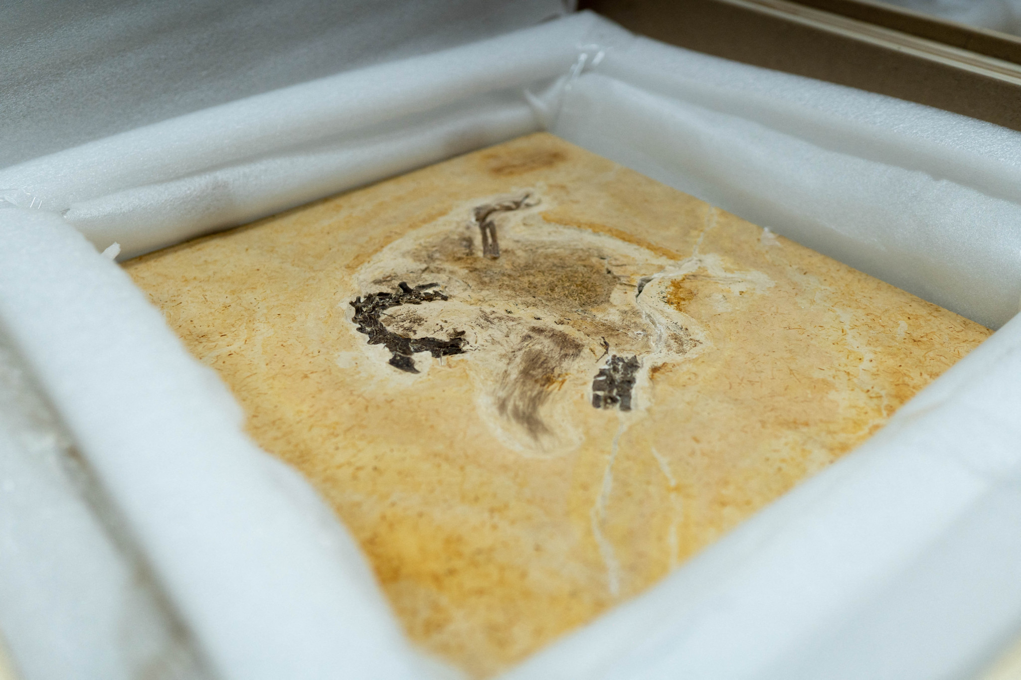 L’Allemagne restitue au Brésil un rare fossile de dinosaure - L'essentiel