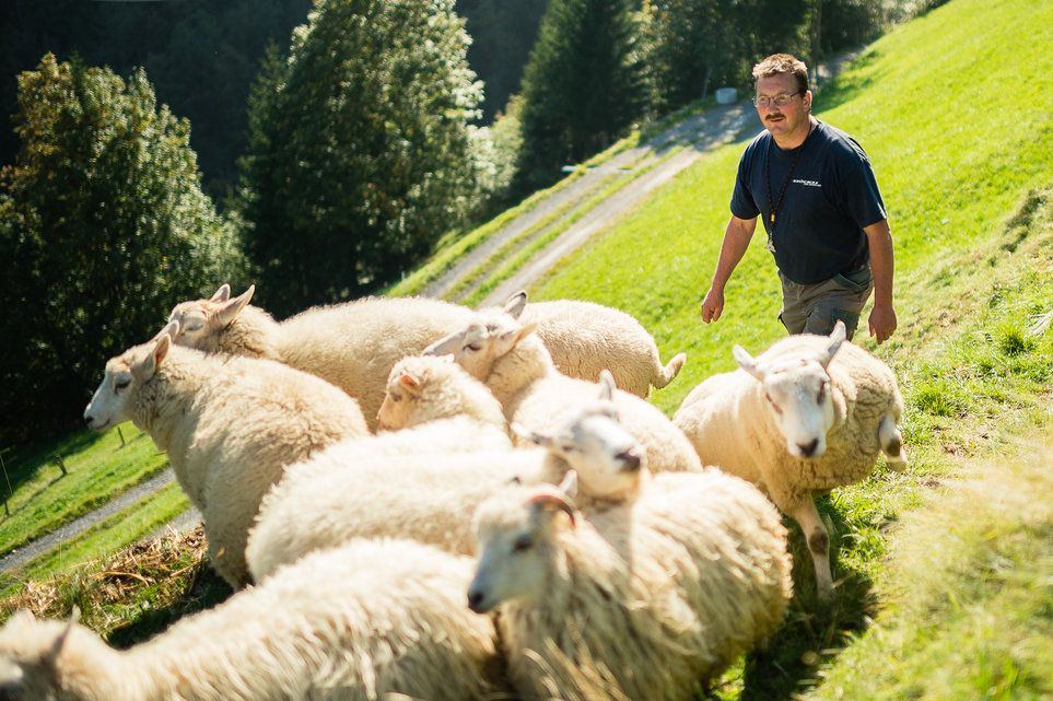 «Der Wolf gehört nicht hierher» | Berner Zeitung