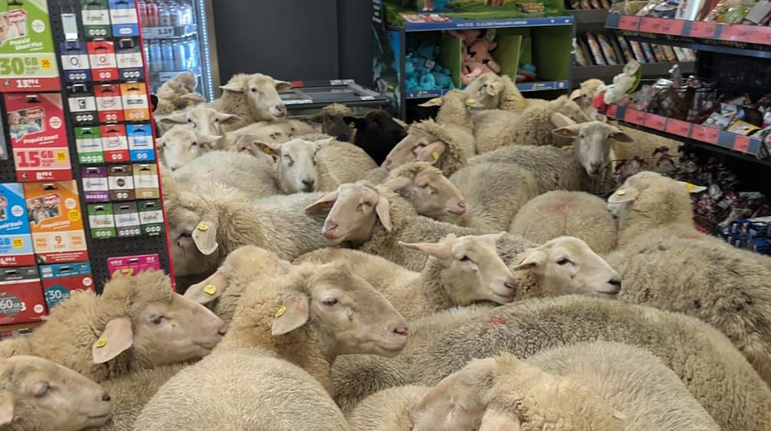 Burgsinn: 50 Schafe verkeilen sich bei Penny-Supermarkt