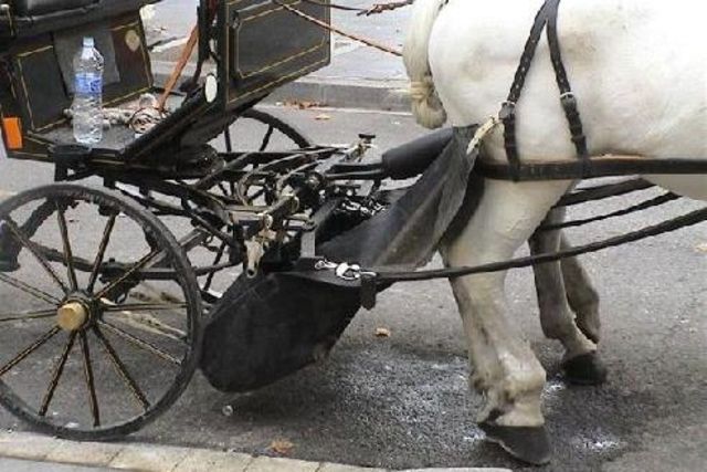 L'EPFZ découvre un antibiotique dans du crottin de cheval