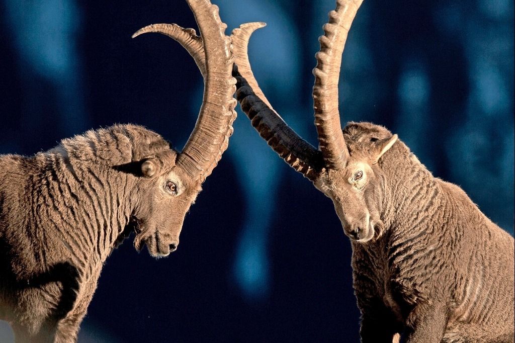 Dans l'intimité de la faune | 24 heures