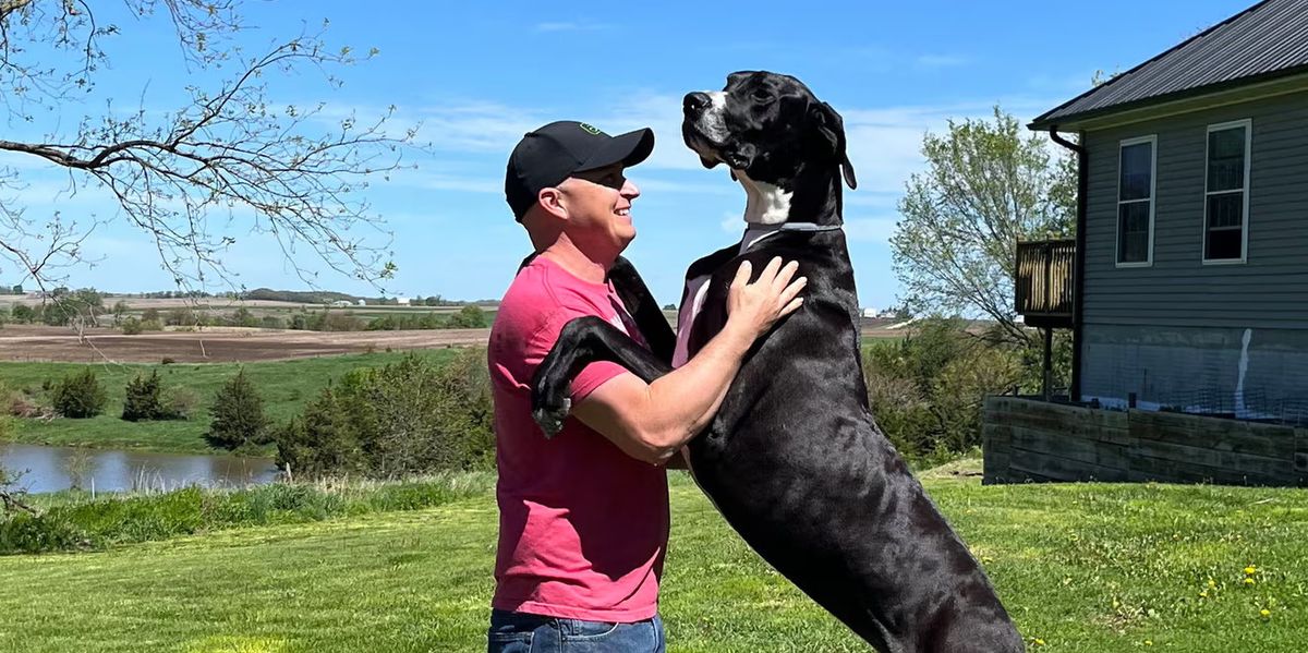 Dogge Kevin: Grösster Hund der Welt stirbt mit drei Jahren | Der Bund