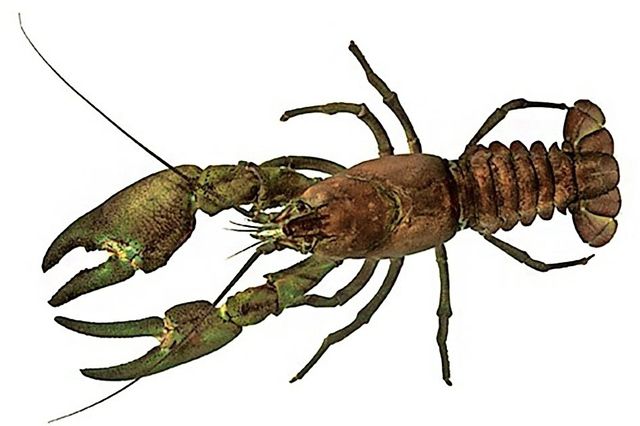 Mein Name ist... Signalkrebs | Berner Zeitung