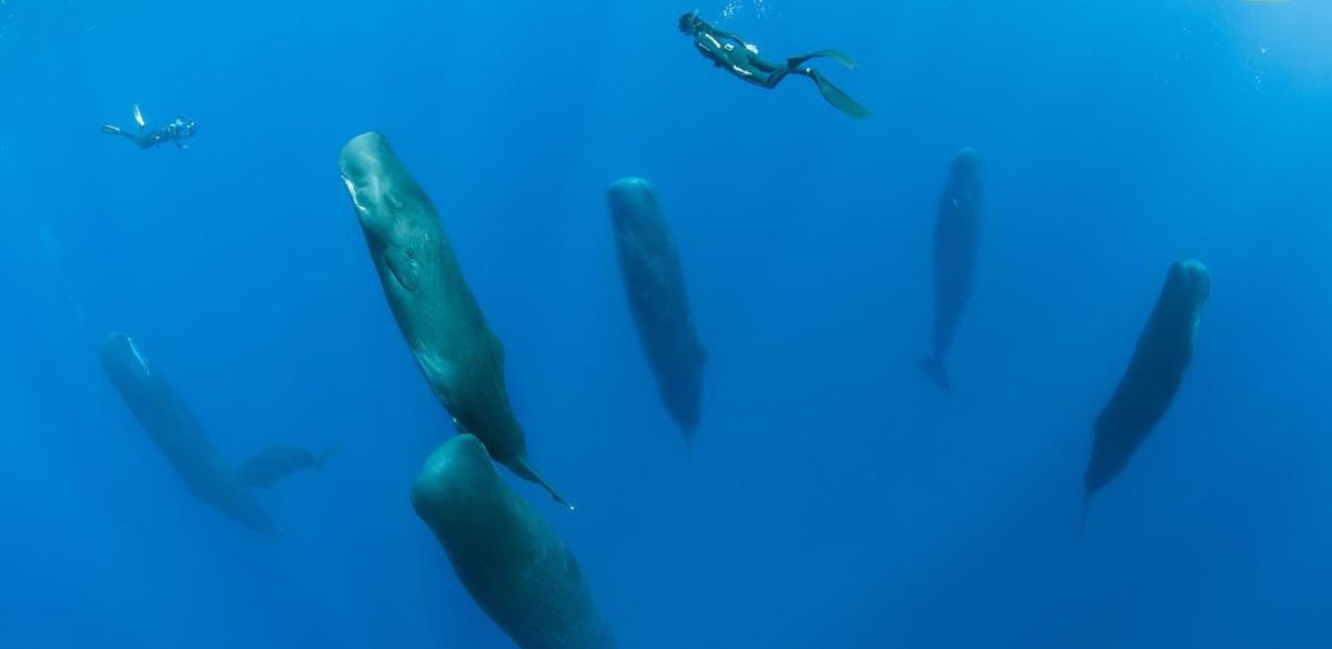 Einzigartige Aufnahme – So also schlafen Pottwale - L'essentiel