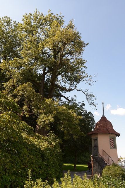 «Diese Bäume zu fällen, ist unnötig» | Berner Zeitung