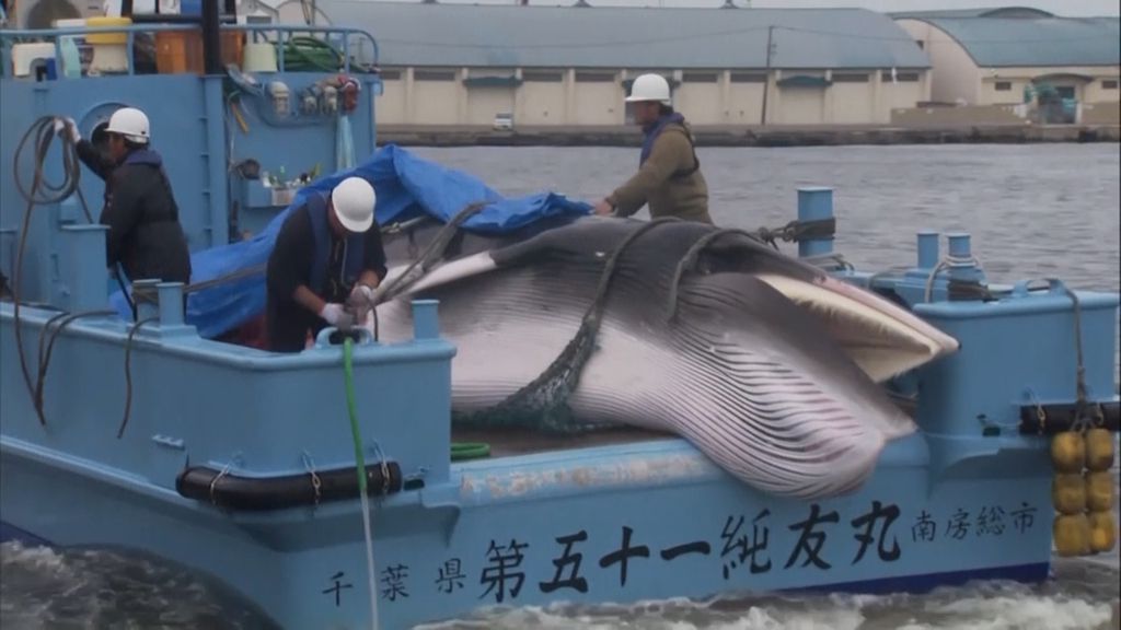 Tierschützer begrüsst die Waljagd | Berner Zeitung