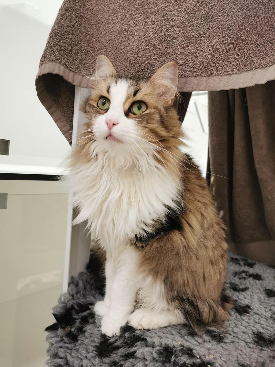 A Paris: Elles accusent la SNCF d’avoir «exécuté» leur chat - L'essentiel