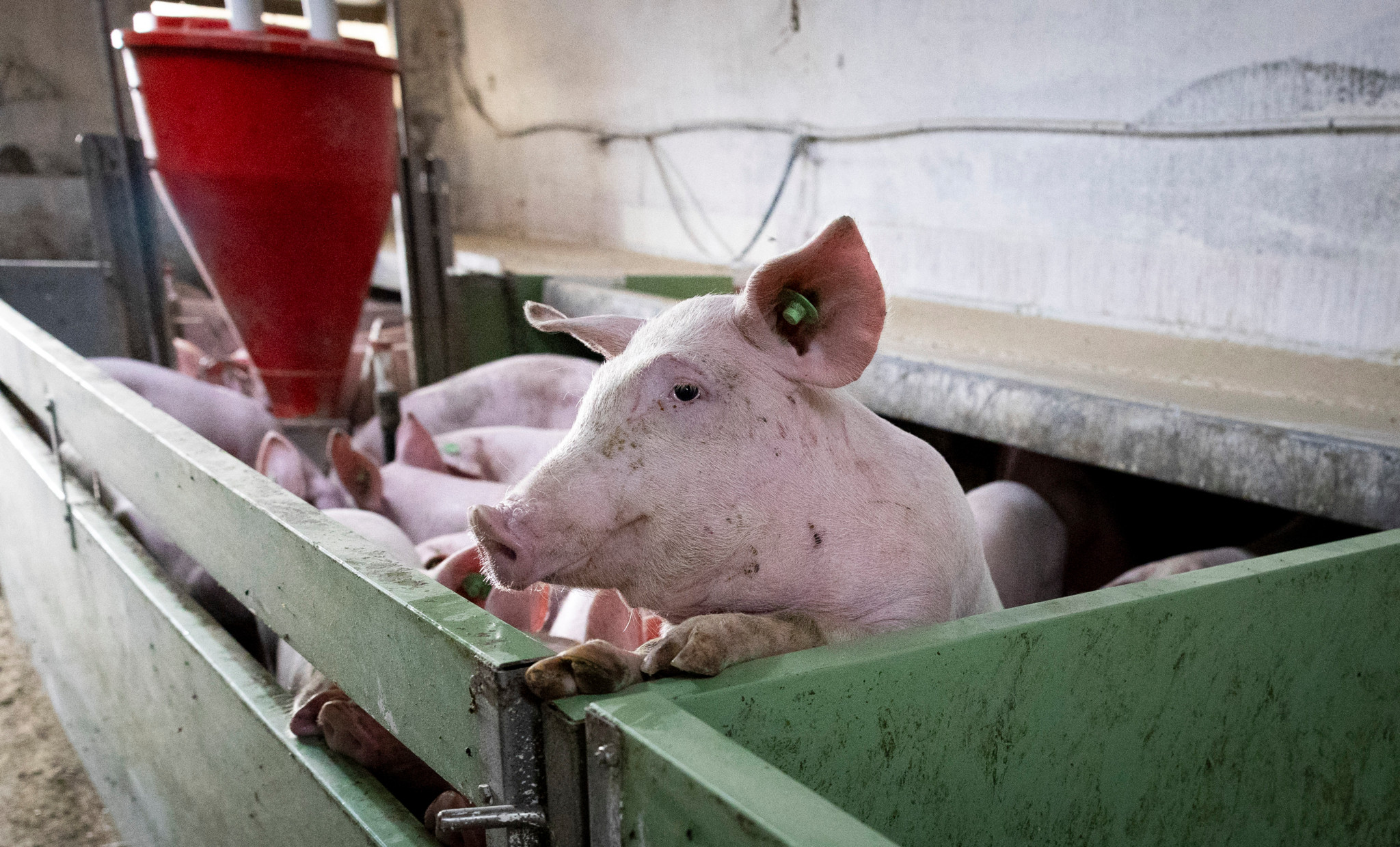 Berne: plusieurs cochons meurent dans l’incendie d’une étable