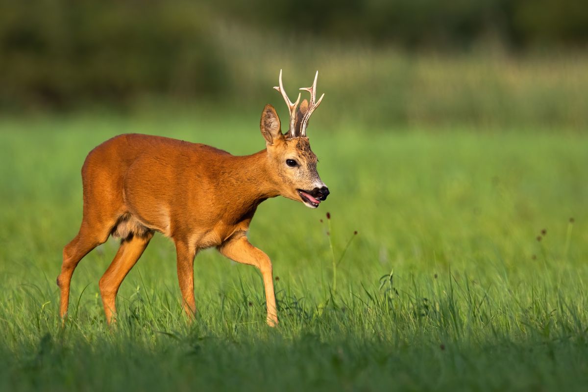 Animaux sauvages: L’abus de bourgeons peut «saouler» les chevreuils ...