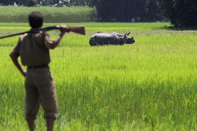 Afrique du Sud – 20 ans de prison pour un braconnier de rhinocéros ...