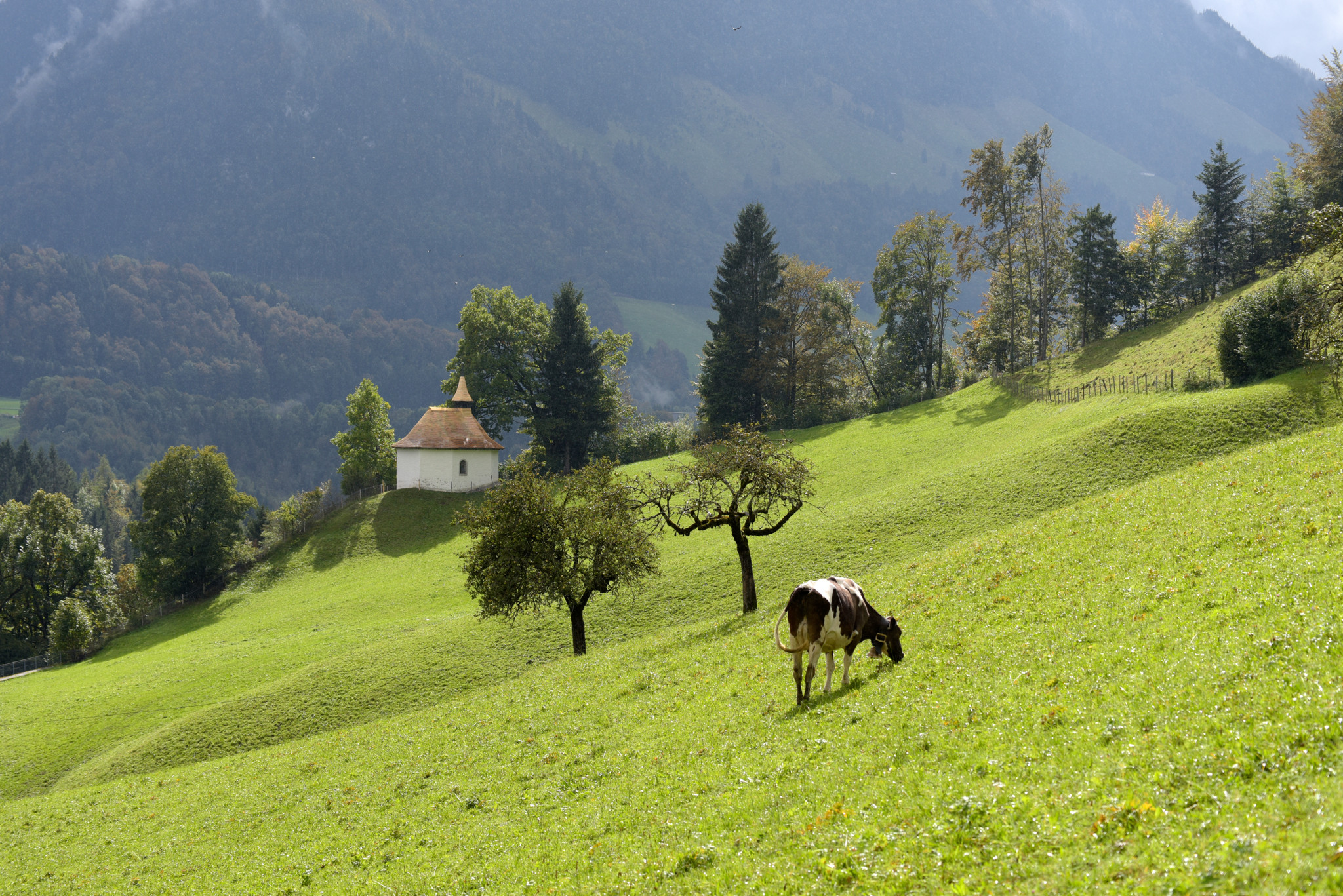 Patrimoine: la vache fribourgeoise a disparu des pâturages