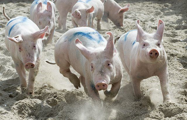 Etats-Unis – Un éleveur dévoré par ses propres cochons | Tribune de Genève