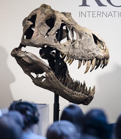Versteigerung in Zürich: Der T. rex Trinity erzielt 4,8 Millionen ...