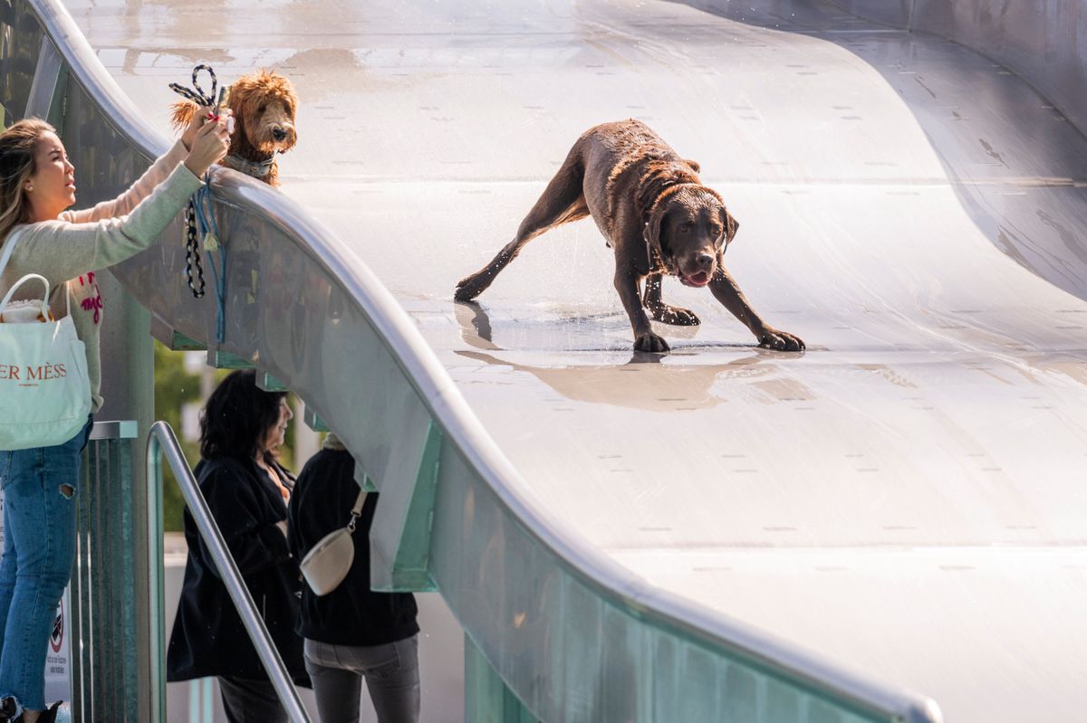 Wenn 600 Hunde im Freibad planschen | Tages-Anzeiger