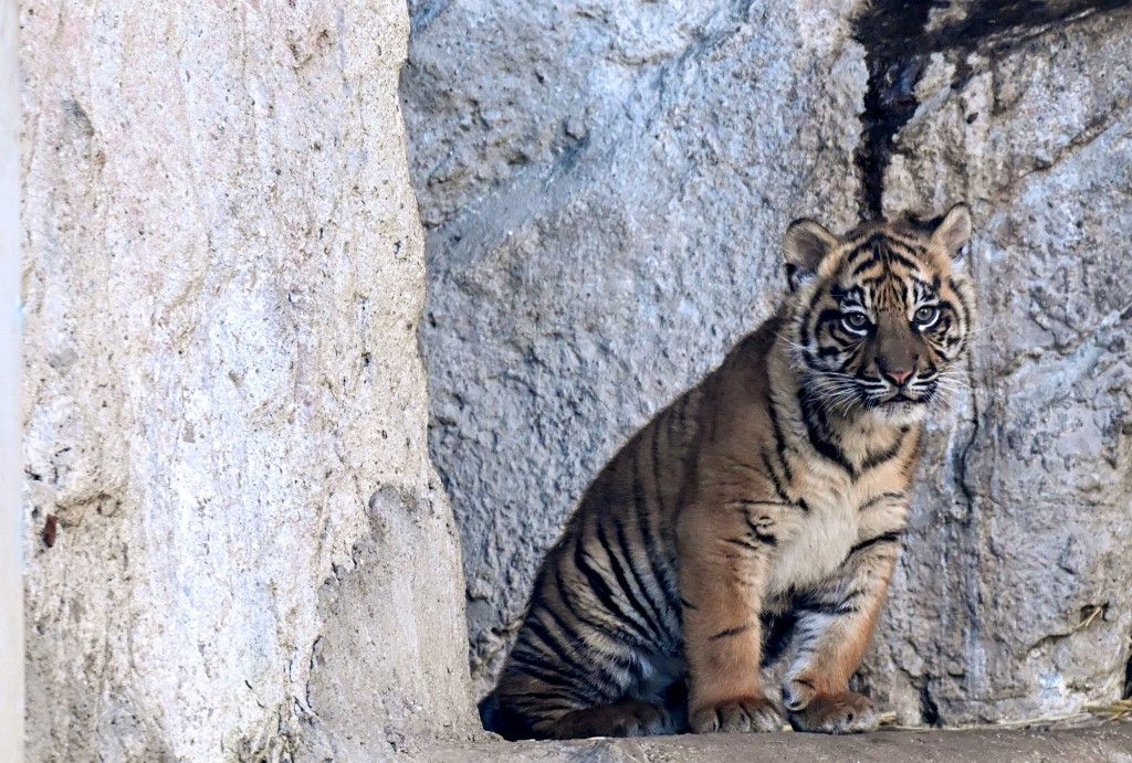 Bioparco Rom: Sumatra-Tigerbaby Kala begeistert Zoo | Tages-Anzeiger