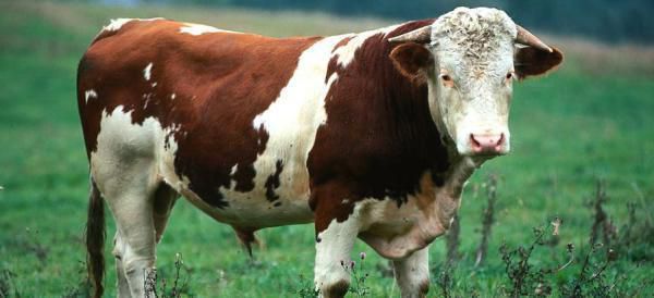 Hart im Nehmen – Bulle prallt auf Zug - und läuft einfach weiter - L ...