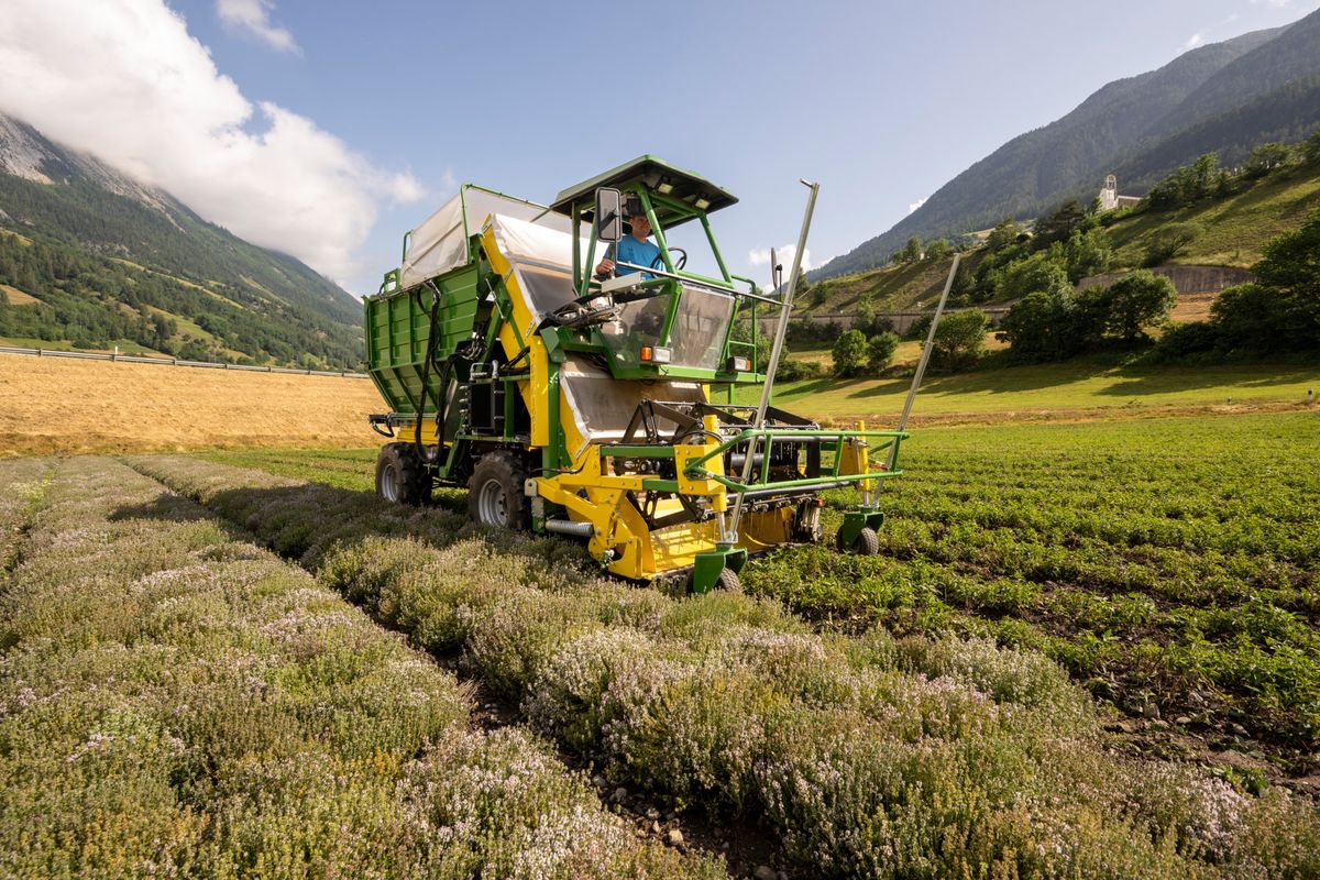 Un été au zénith (20/41): Star des cimes, l’edelweiss se laisse ...