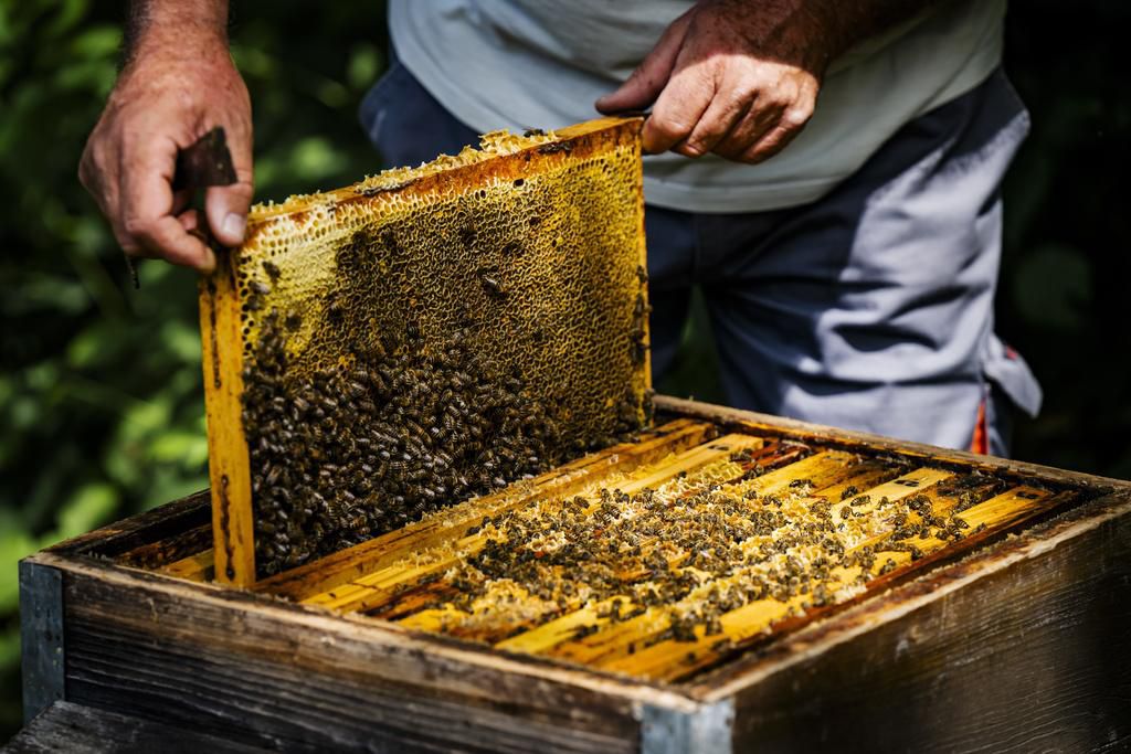 Les apiculteurs suisses récoltent moins de miel en 2024 | 24 heures