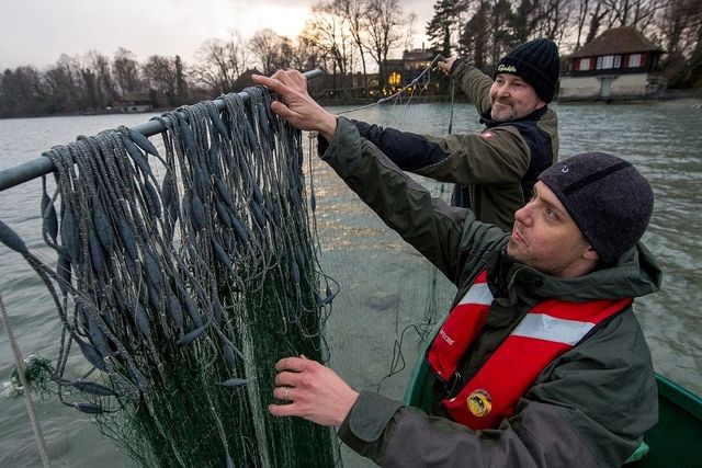 Warum geht es den Äschen schlecht? | Berner Zeitung