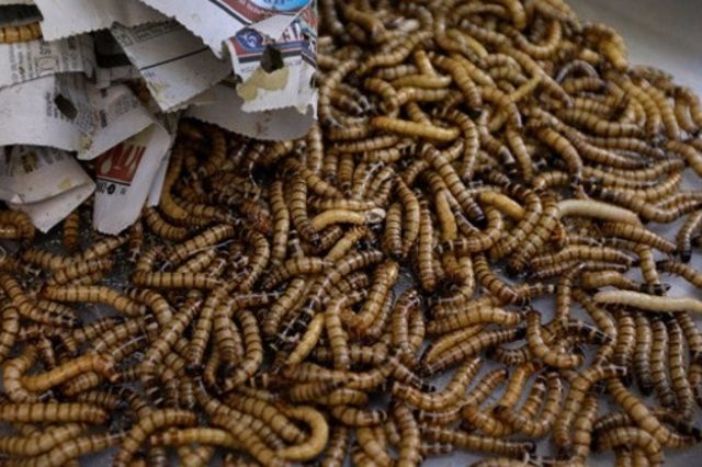 Suisse – Les poissons pourront être nourris aux insectes | 24 heures