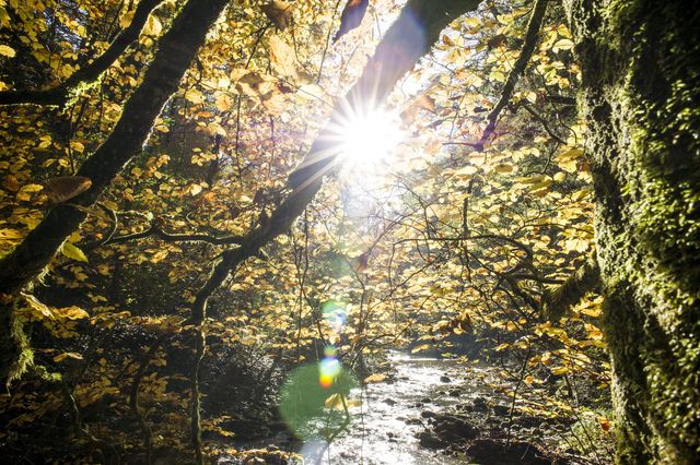Im Berner Wald wird immer noch zu wenig Holz geschlagen | Berner Zeitung