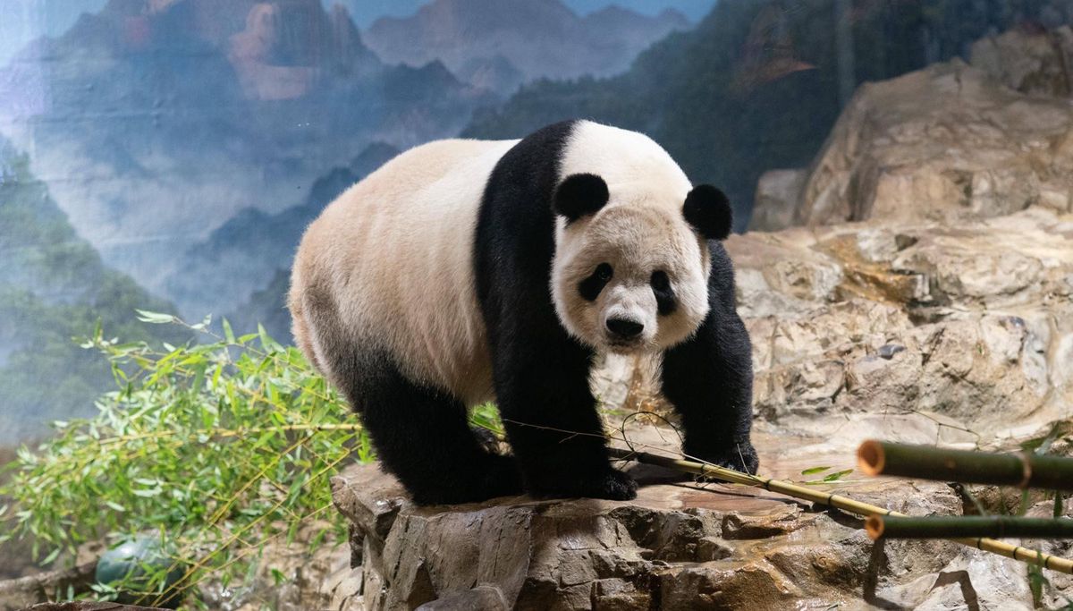 China's Panda Diplomacy: The Future of Panda Relations with the USA ...