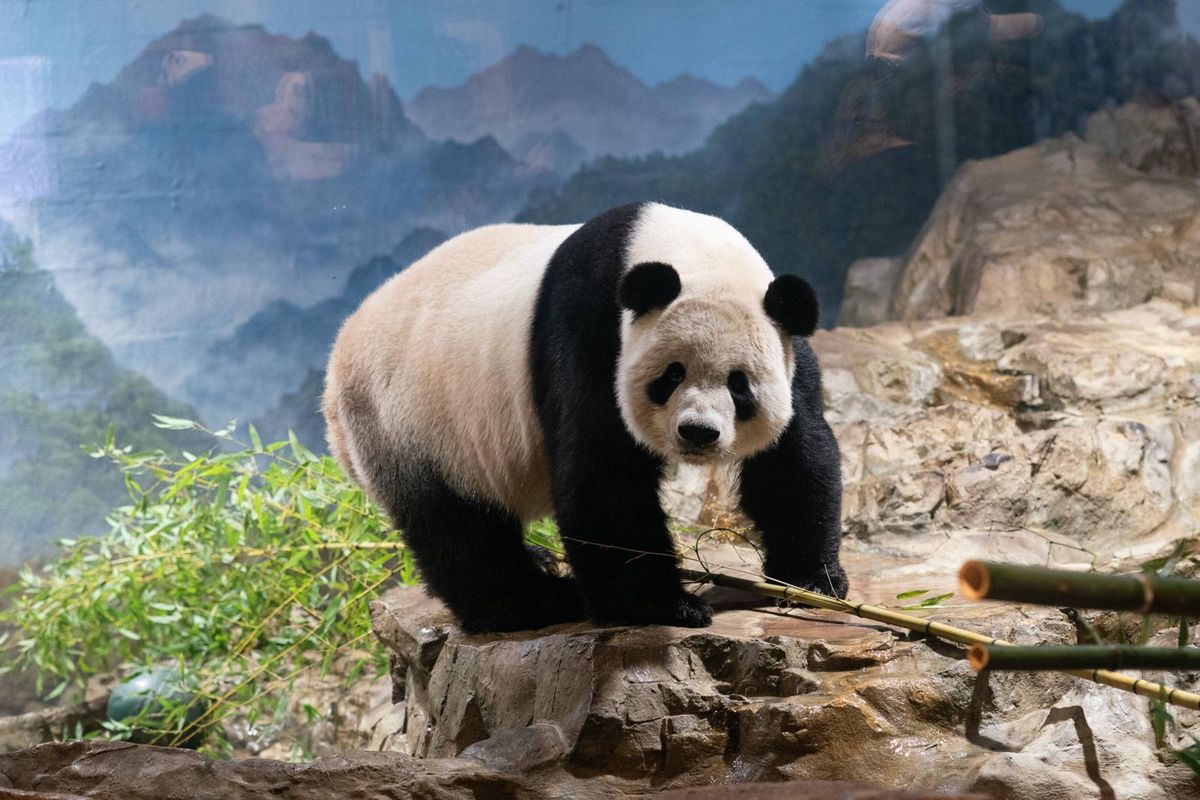 Pelzige Diplomaten: China schickt vielleicht wieder Pandas in die USA ...