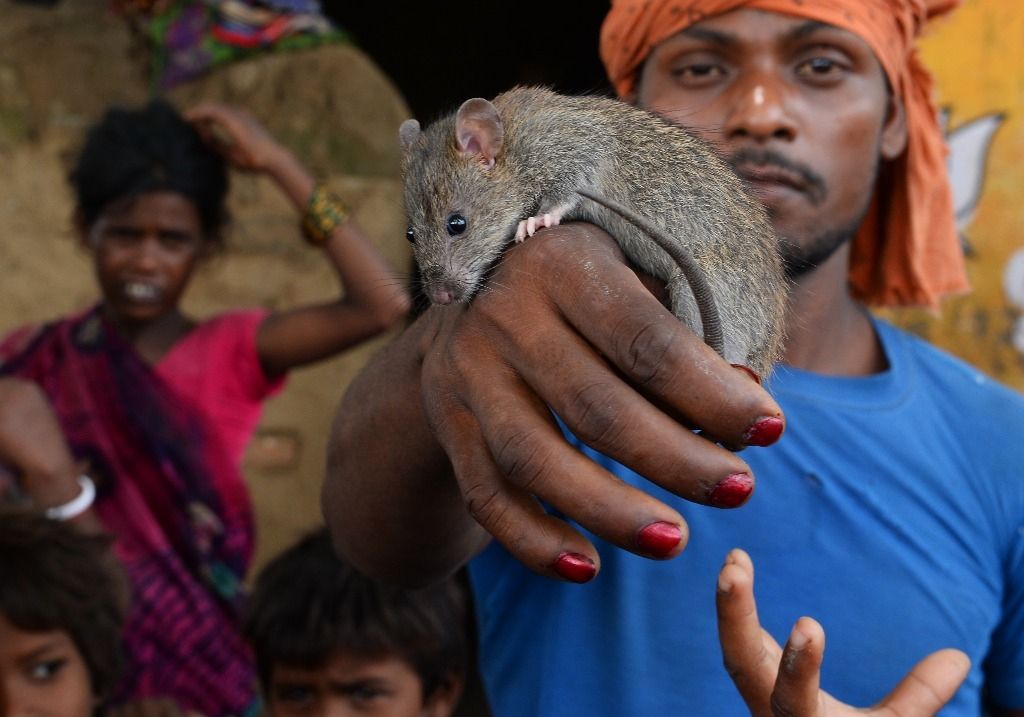 Inde: La vie de misère des «mangeurs de rats» - Le Matin