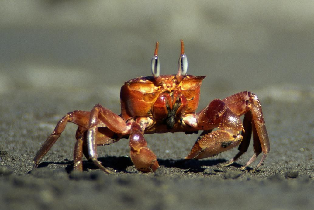 Chine: Il mange un crabe vivant «par vengeance»: gravement malade - Le ...