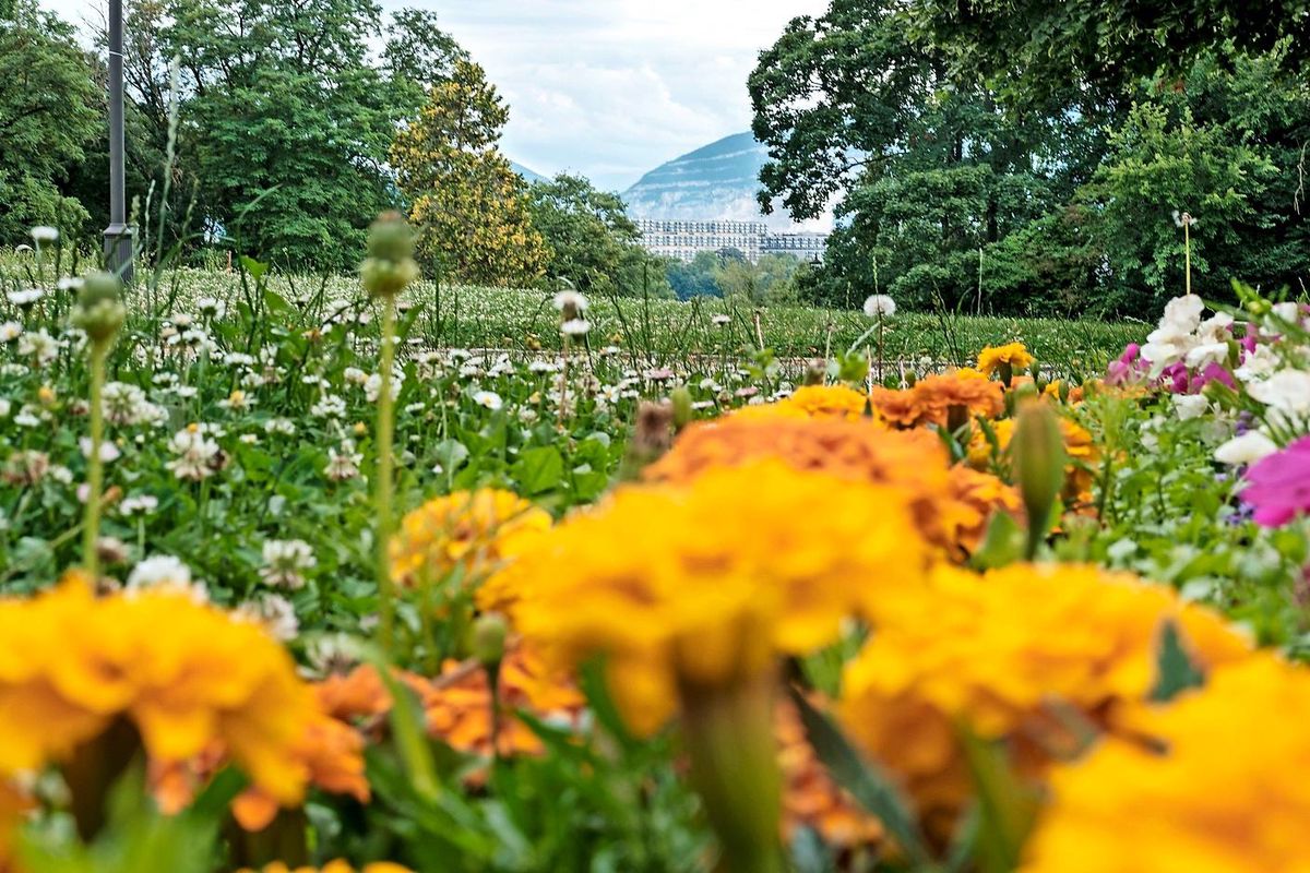 Belle vue du parc Chauvet-Lullin