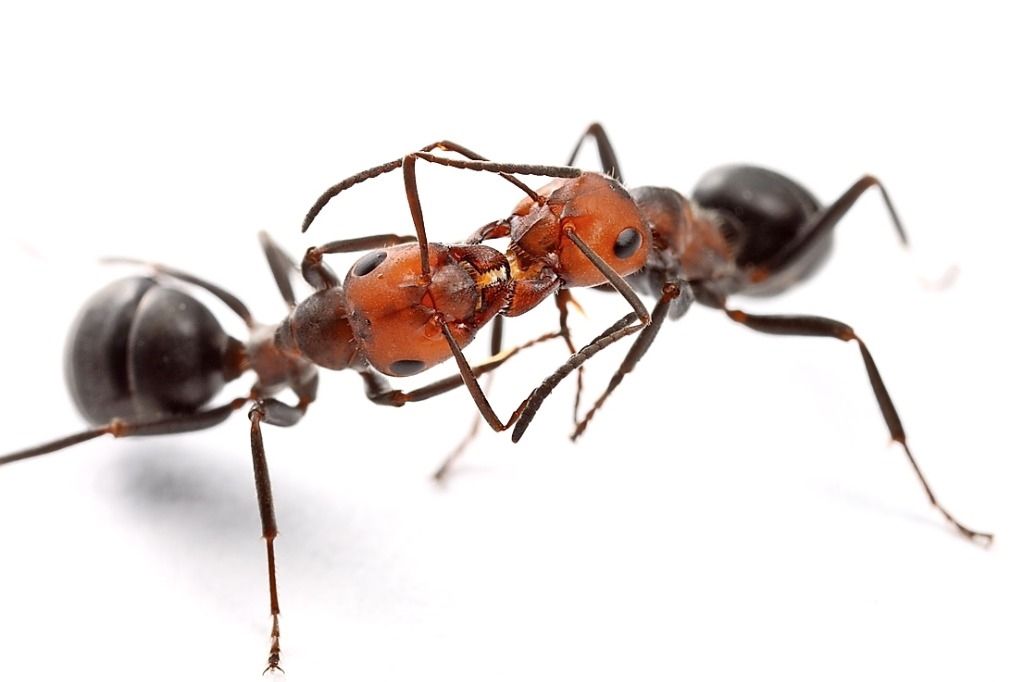 L’autre visage belliqueux des fourmis